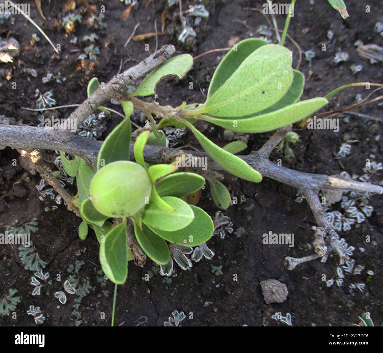 Kalahari Star-Apple (Diospyros lycioides lycioides) Plantae Stock Photo ...