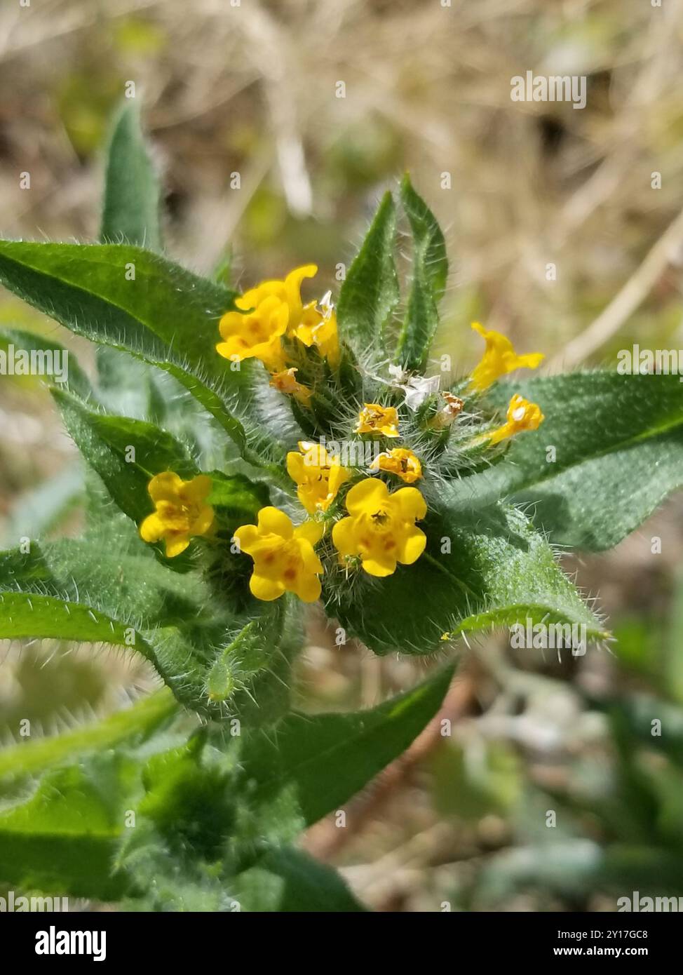 Common Fiddleneck (Amsinckia menziesii) Plantae Stock Photo - Alamy