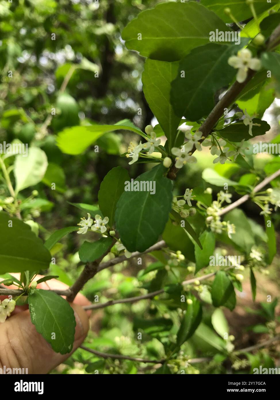 possumhaw (Ilex decidua) Plantae Stock Photo - Alamy