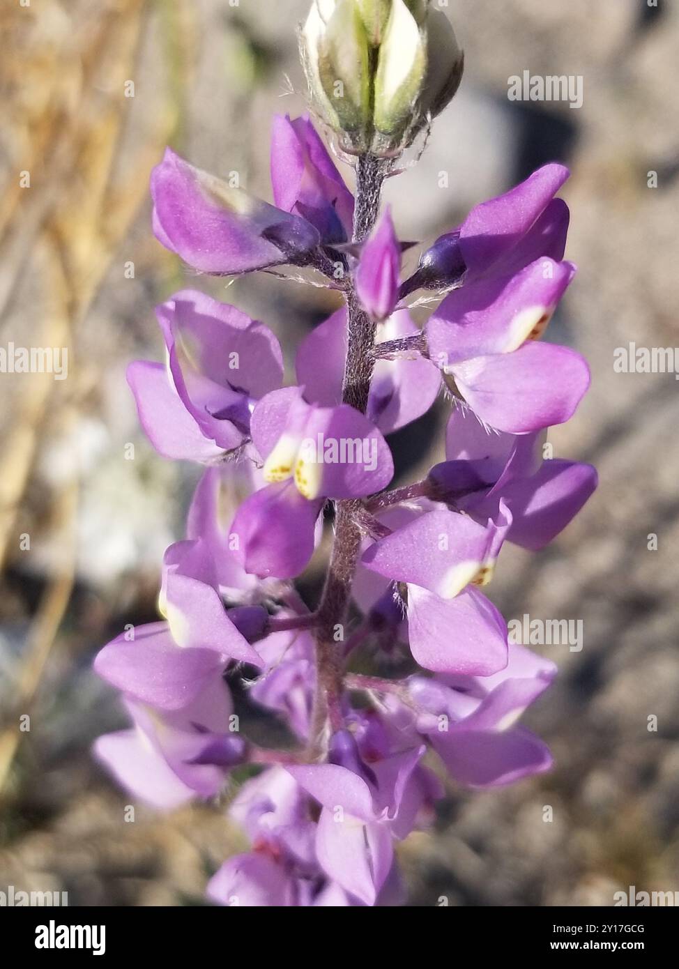 Arizona lupine (Lupinus arizonicus) Plantae Stock Photo - Alamy