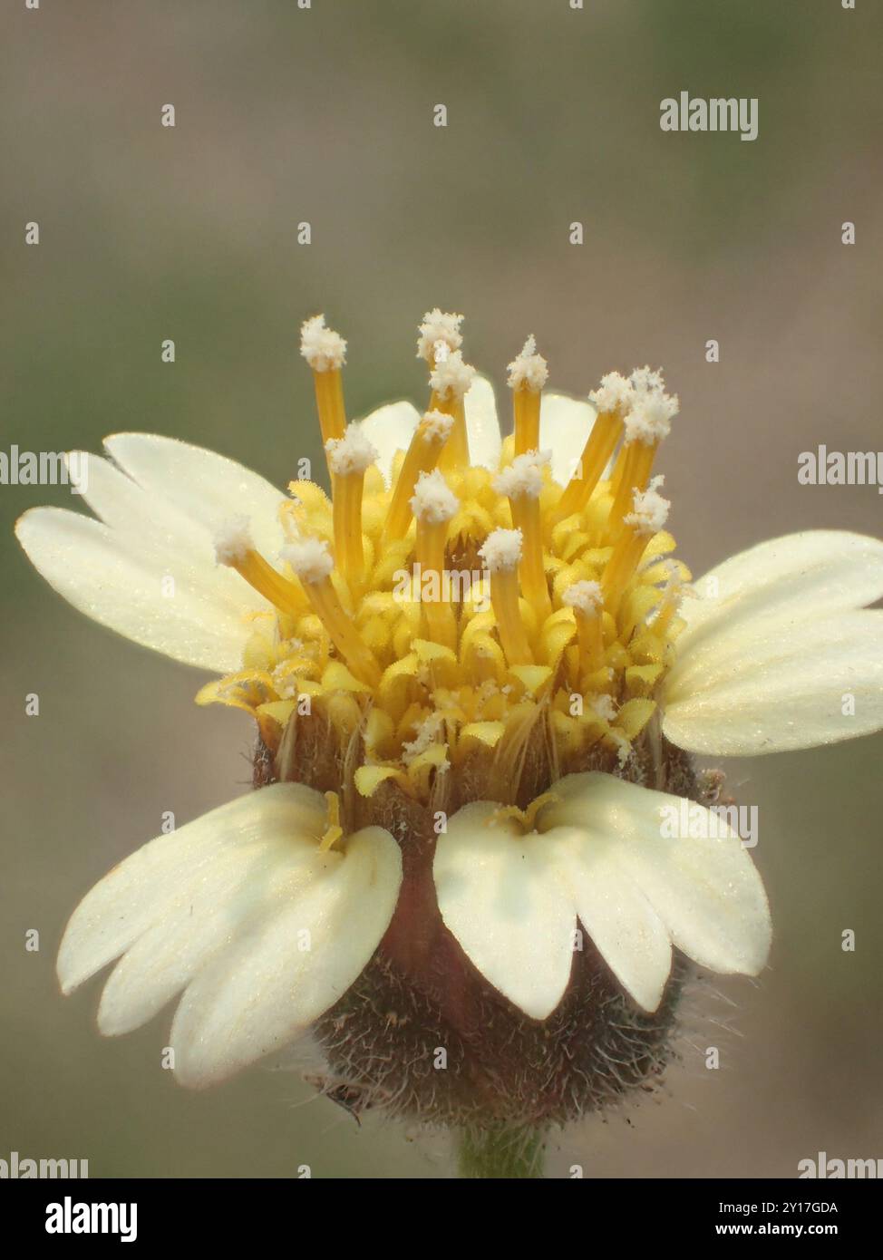 Tridax daisy (Tridax procumbens) Plantae Stock Photo - Alamy