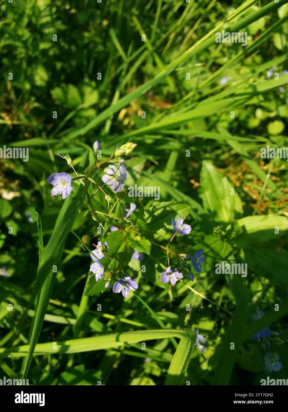 American brooklime (Veronica americana) Plantae Stock Photo - Alamy