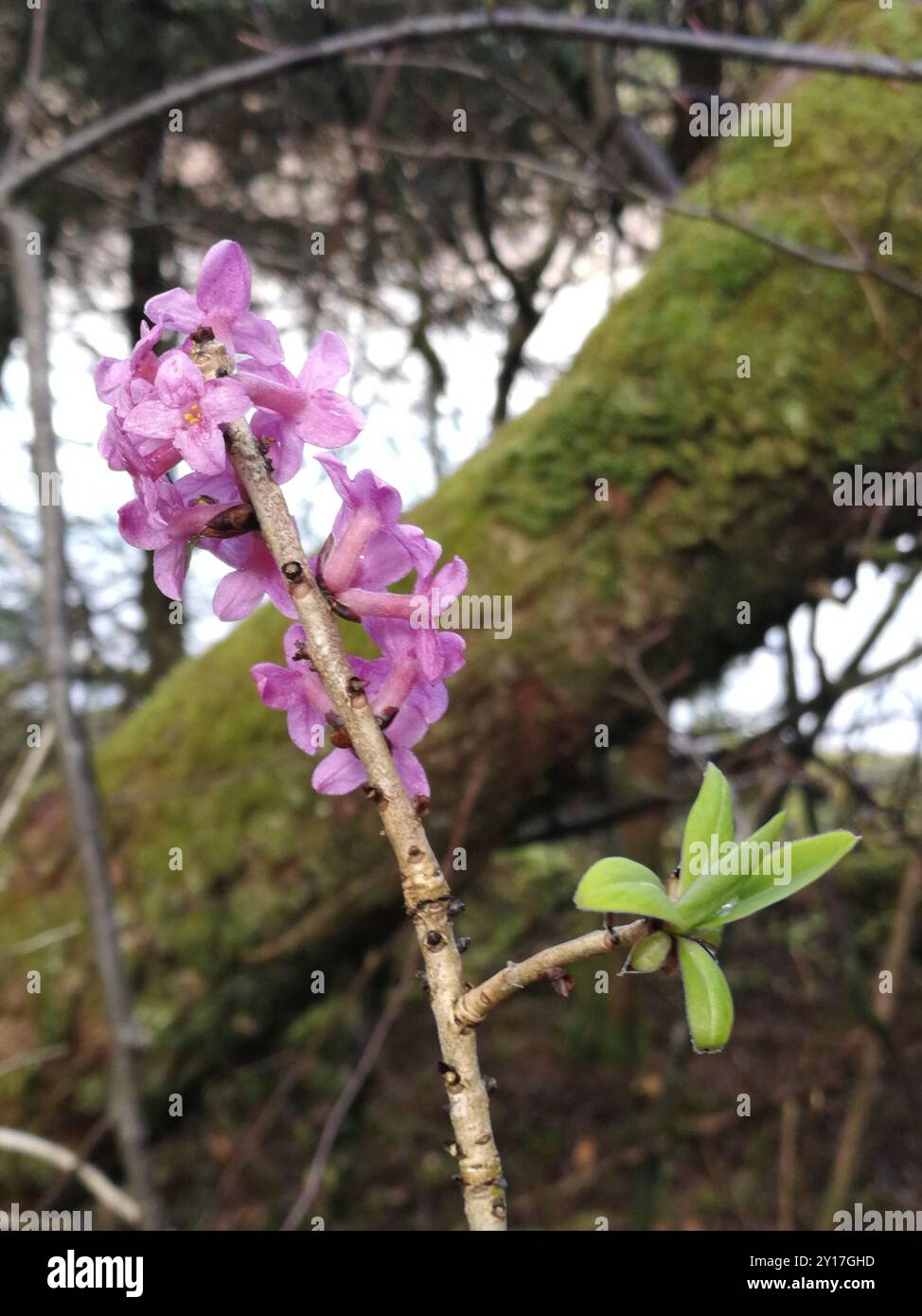 Mezereon (Daphne mezereum) Plantae Stock Photo - Alamy