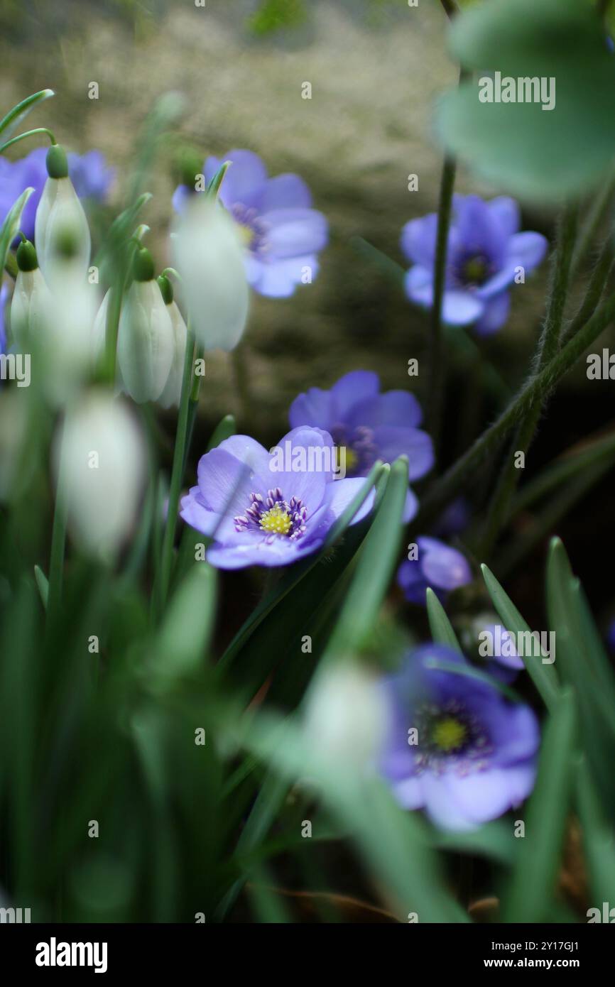 Purple snowdrops growing in spring hi-res stock photography and images ...