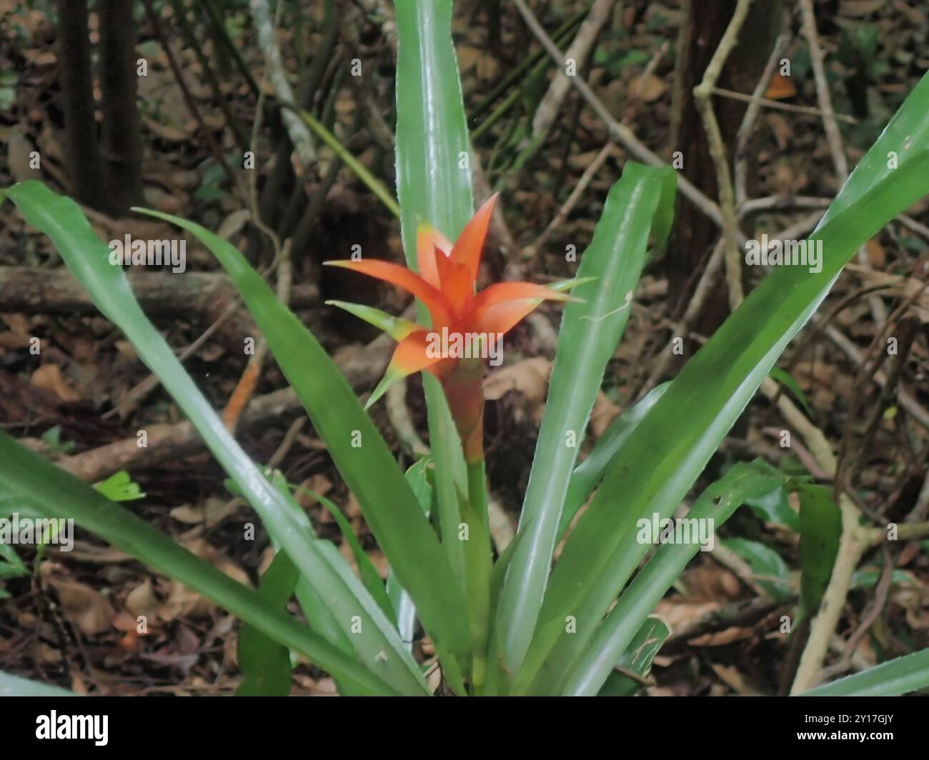(Canistropsis billbergioides) Plantae Stock Photo - Alamy