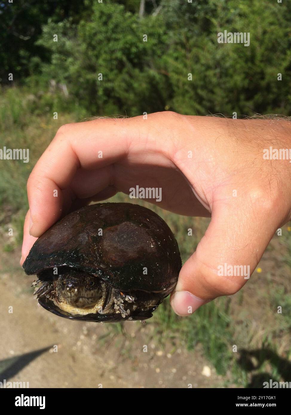 Eastern Mud Turtle (Kinosternon subrubrum) Reptilia Stock Photo - Alamy
