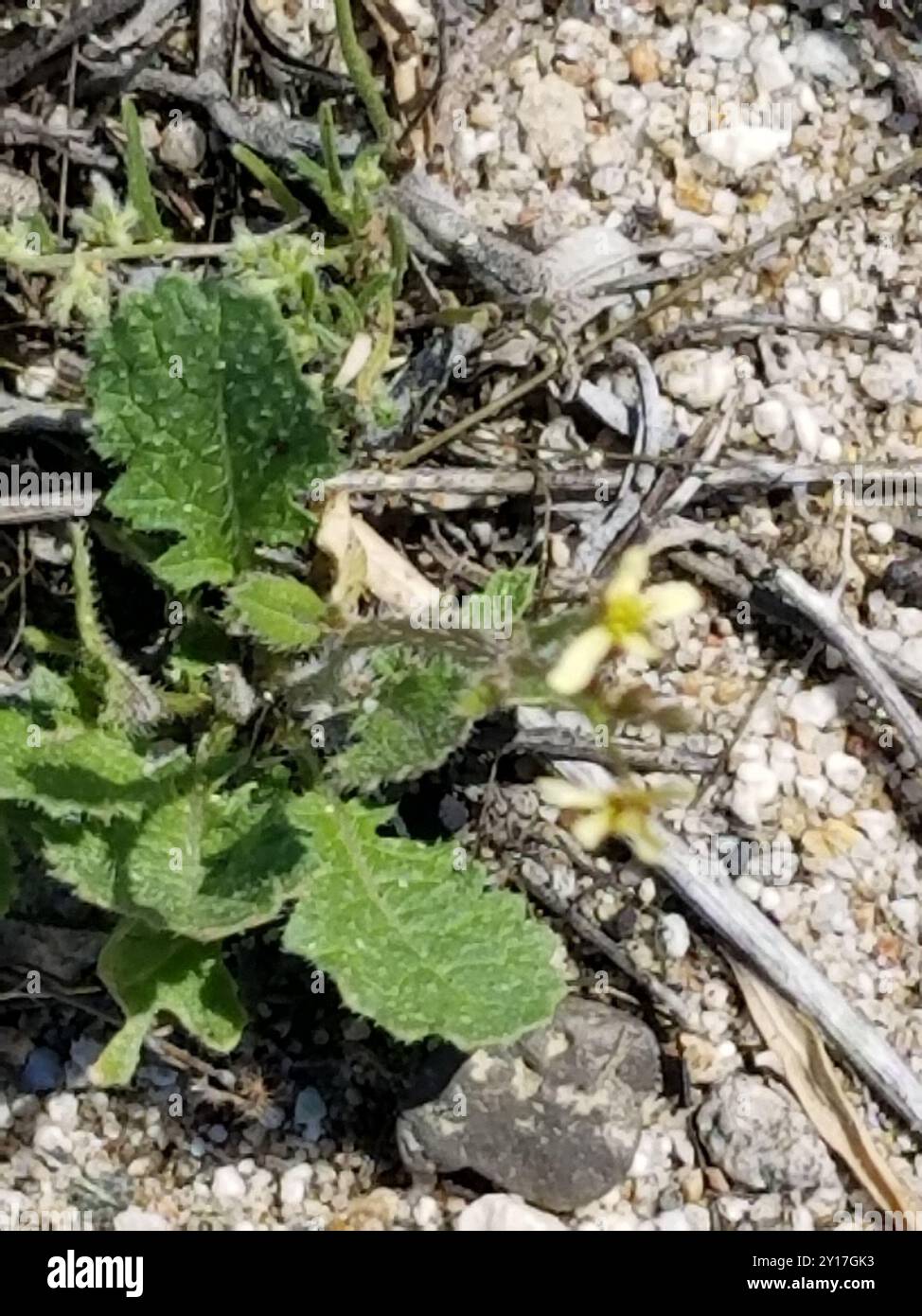 Saharan Mustard (Brassica tournefortii) Plantae Stock Photo - Alamy
