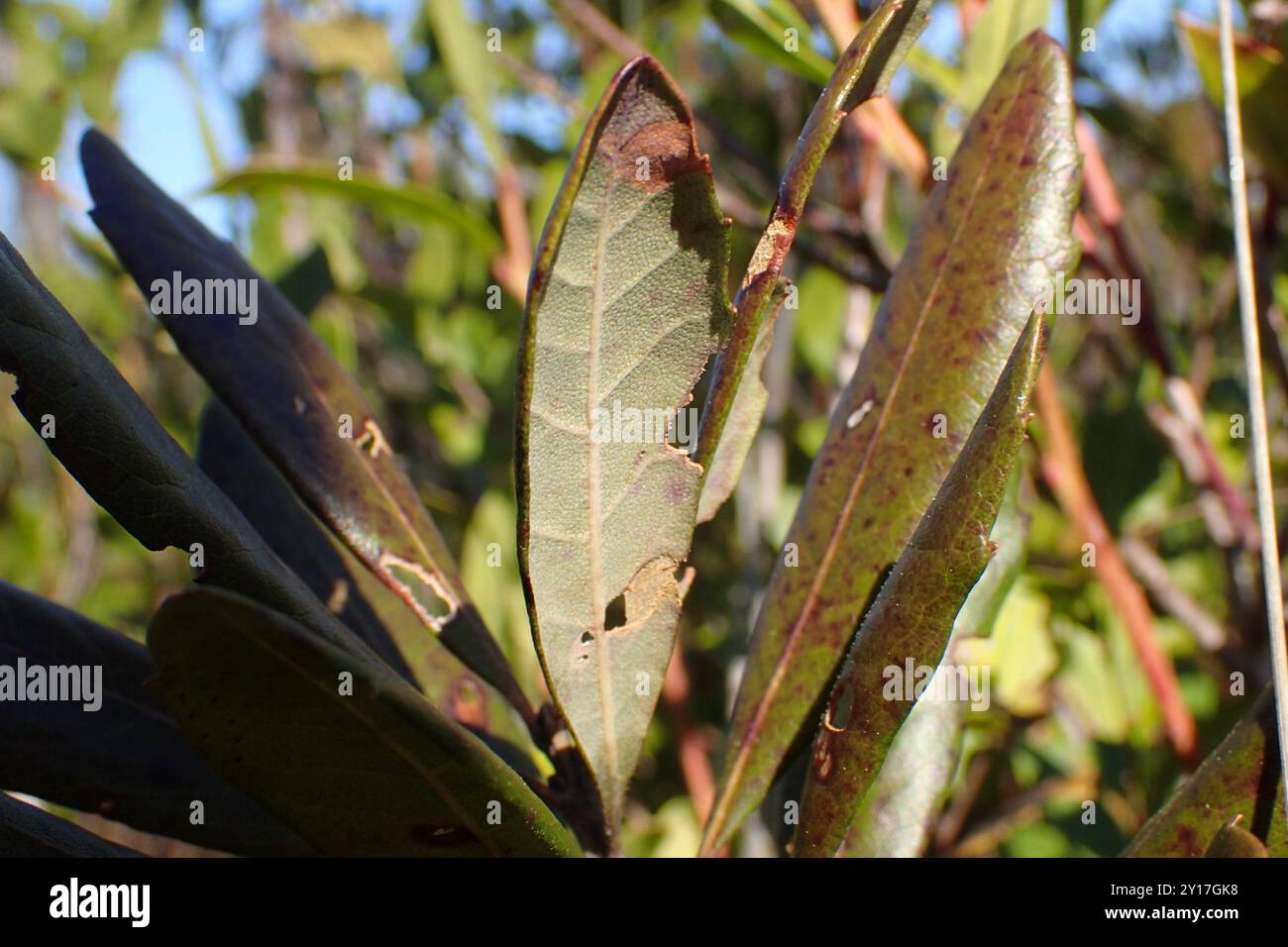 southern bayberry (Morella caroliniensis) Plantae Stock Photo - Alamy
