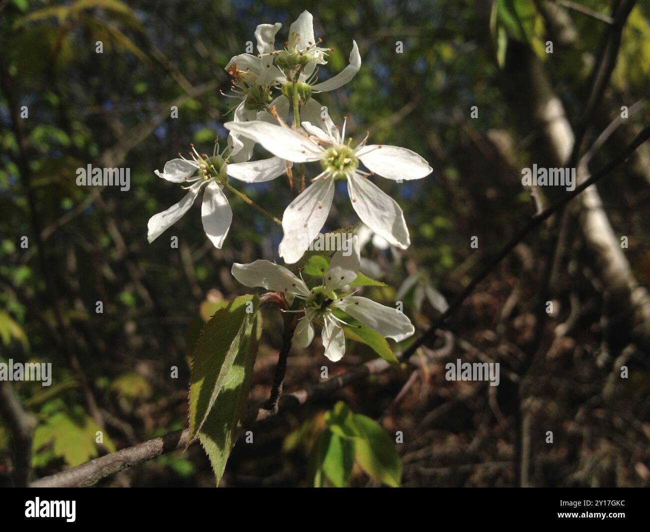 common serviceberry (Amelanchier arborea) Plantae Stock Photo - Alamy