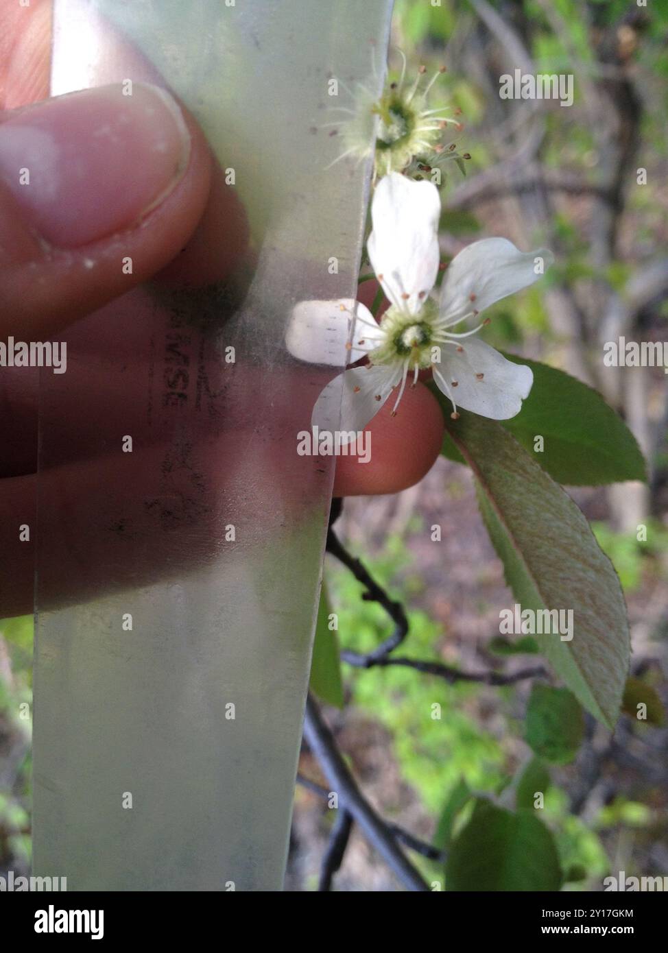 Running Serviceberry (Amelanchier stolonifera) Plantae Stock Photo - Alamy