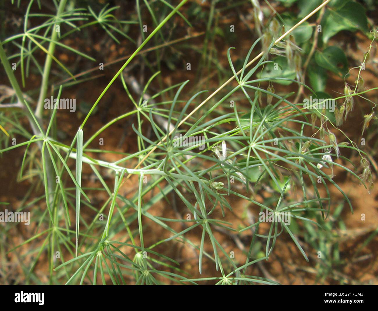 Yellow Mouse Whiskers (Cleome angustifolia) Plantae Stock Photo - Alamy