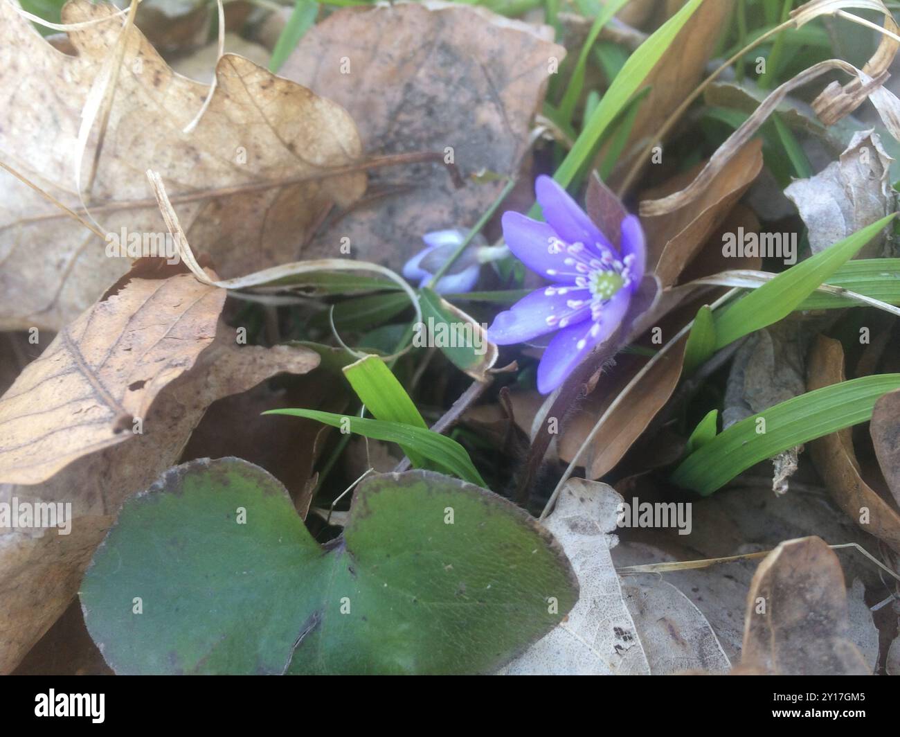 Liverleaf (Hepatica nobilis) Plantae Stock Photo - Alamy