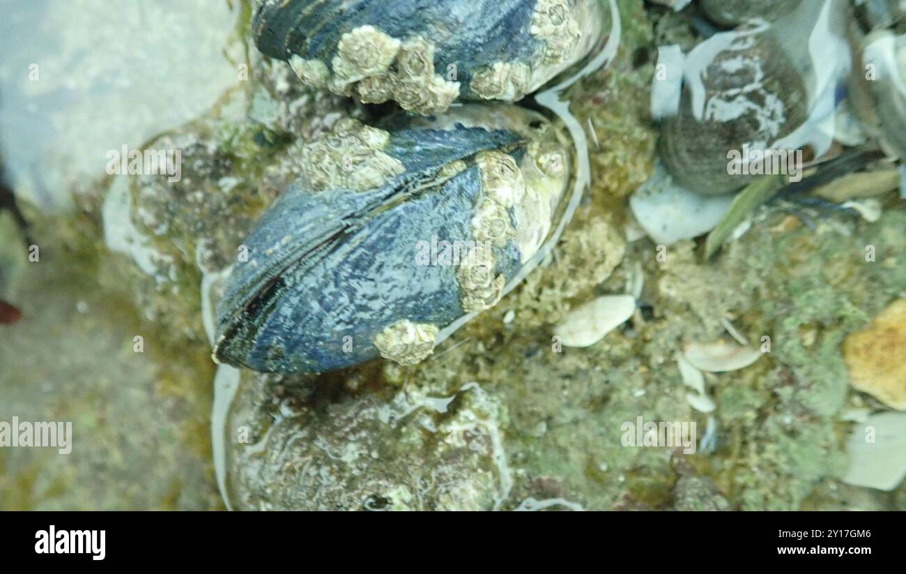 Blue Mussel (Mytilus edulis) Mollusca Stock Photo - Alamy