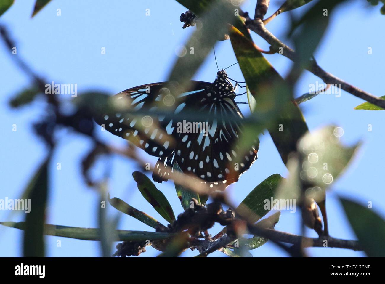 Blue Wanderer (Tirumala hamata) Insecta Stock Photo - Alamy