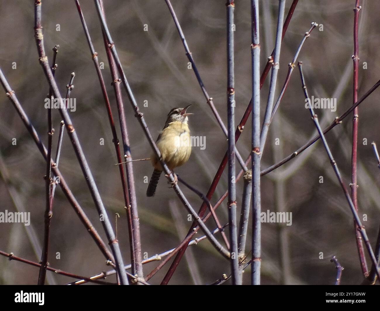 Carolina Wren (Thryothorus ludovicianus) Aves Stock Photo - Alamy