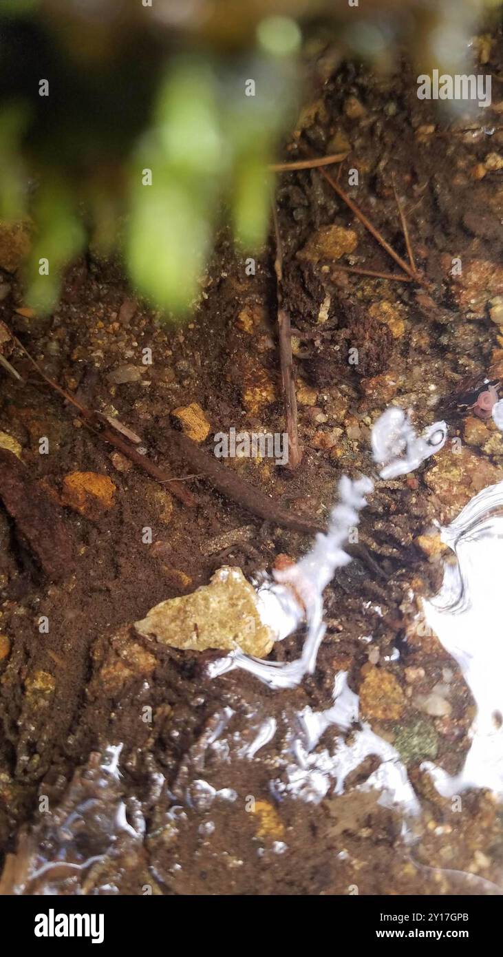 Northern Two-lined Salamander (Eurycea bislineata) Amphibia Stock Photo ...