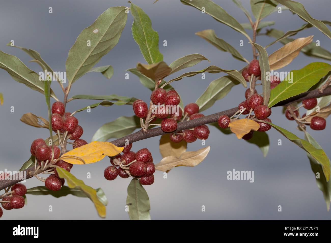 autumn olive (Elaeagnus umbellata) Plantae Stock Photo - Alamy
