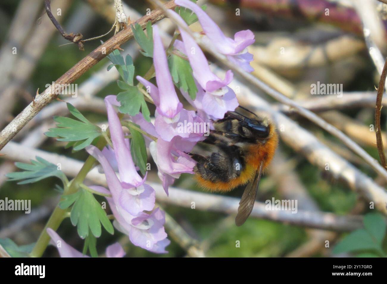 Common Carder Bumble Bee (Bombus pascuorum) Insecta Stock Photo - Alamy
