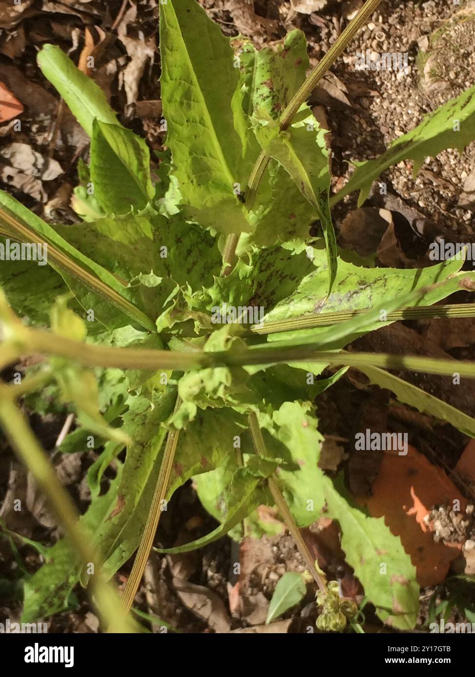 Lettuce, Chicory, Dandelion and Salsify Tribe (Cichorieae) Plantae Stock Photo - Alamy