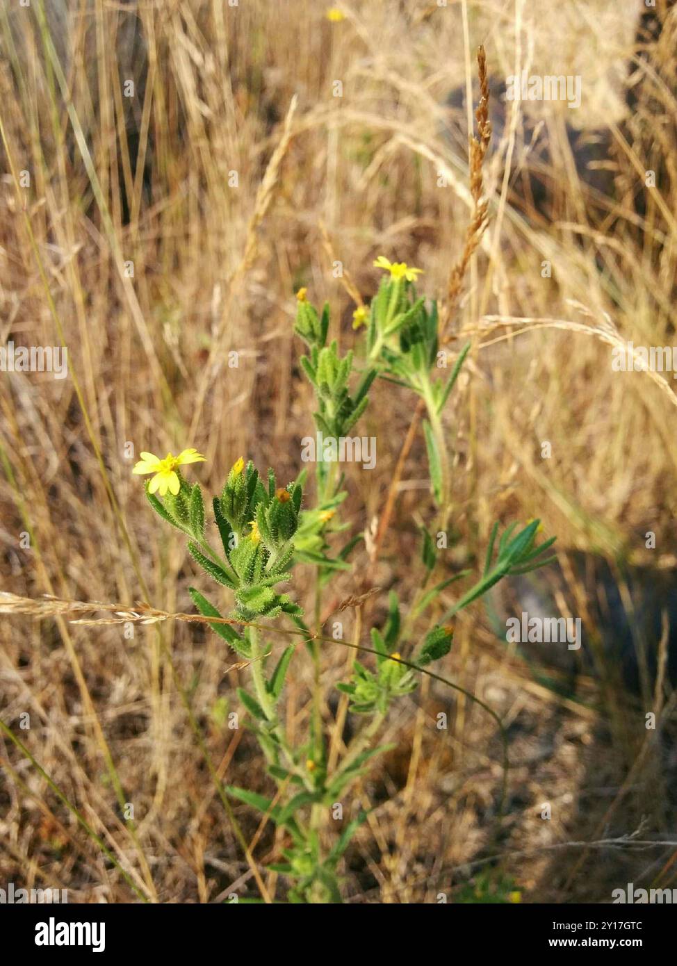 mountain tarweed (Madia glomerata) Plantae Stock Photo - Alamy