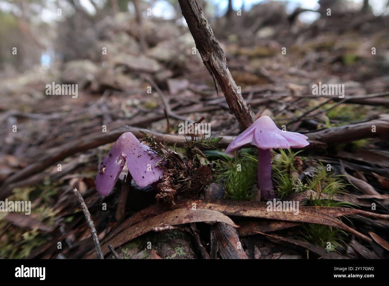 mauve splitting waxcap (Porpolomopsis lewelliniae) Fungi Stock Photo ...
