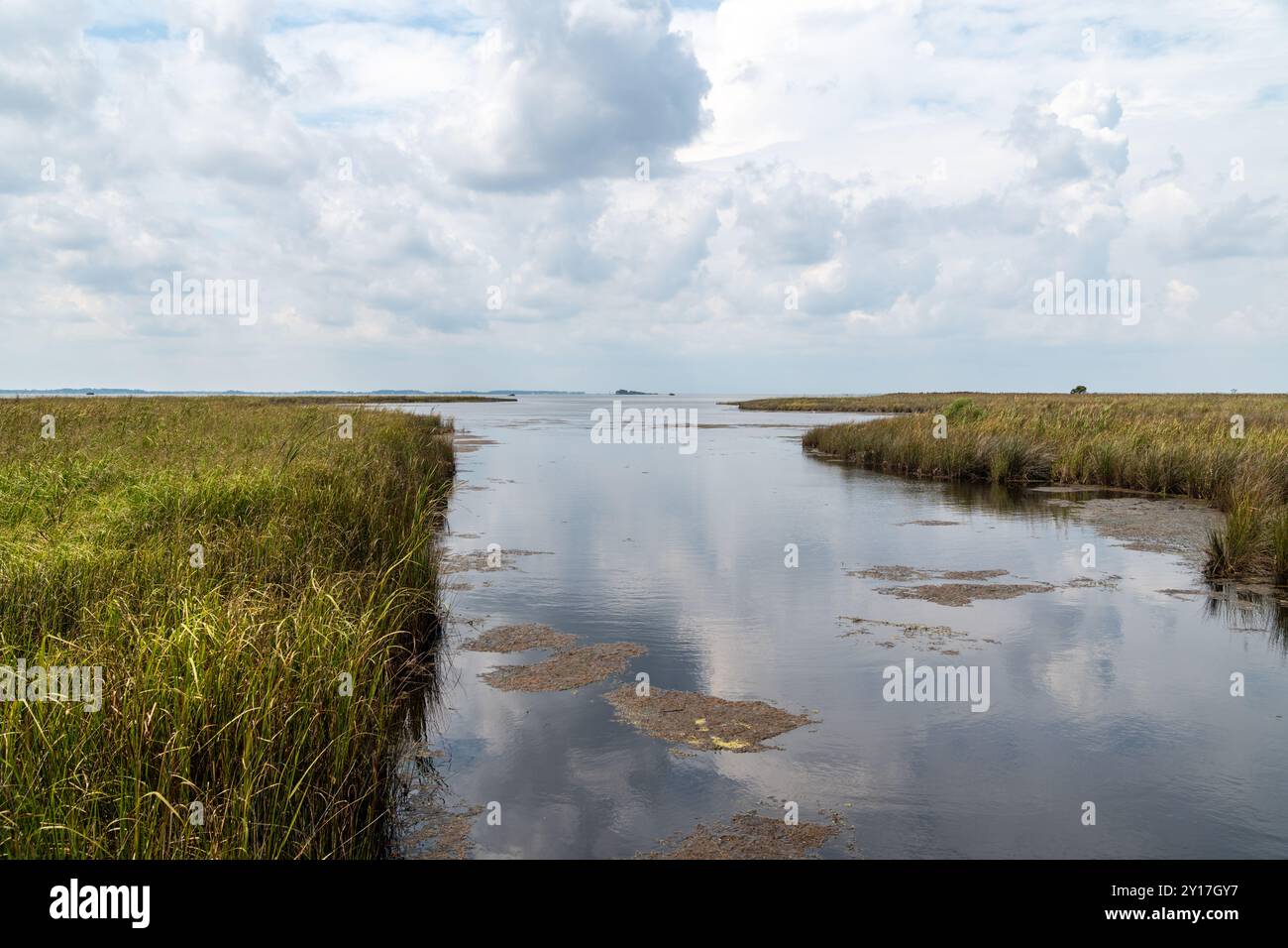 Marsh area at the Currituck Banks Estuaine maritime forest hiking area ...
