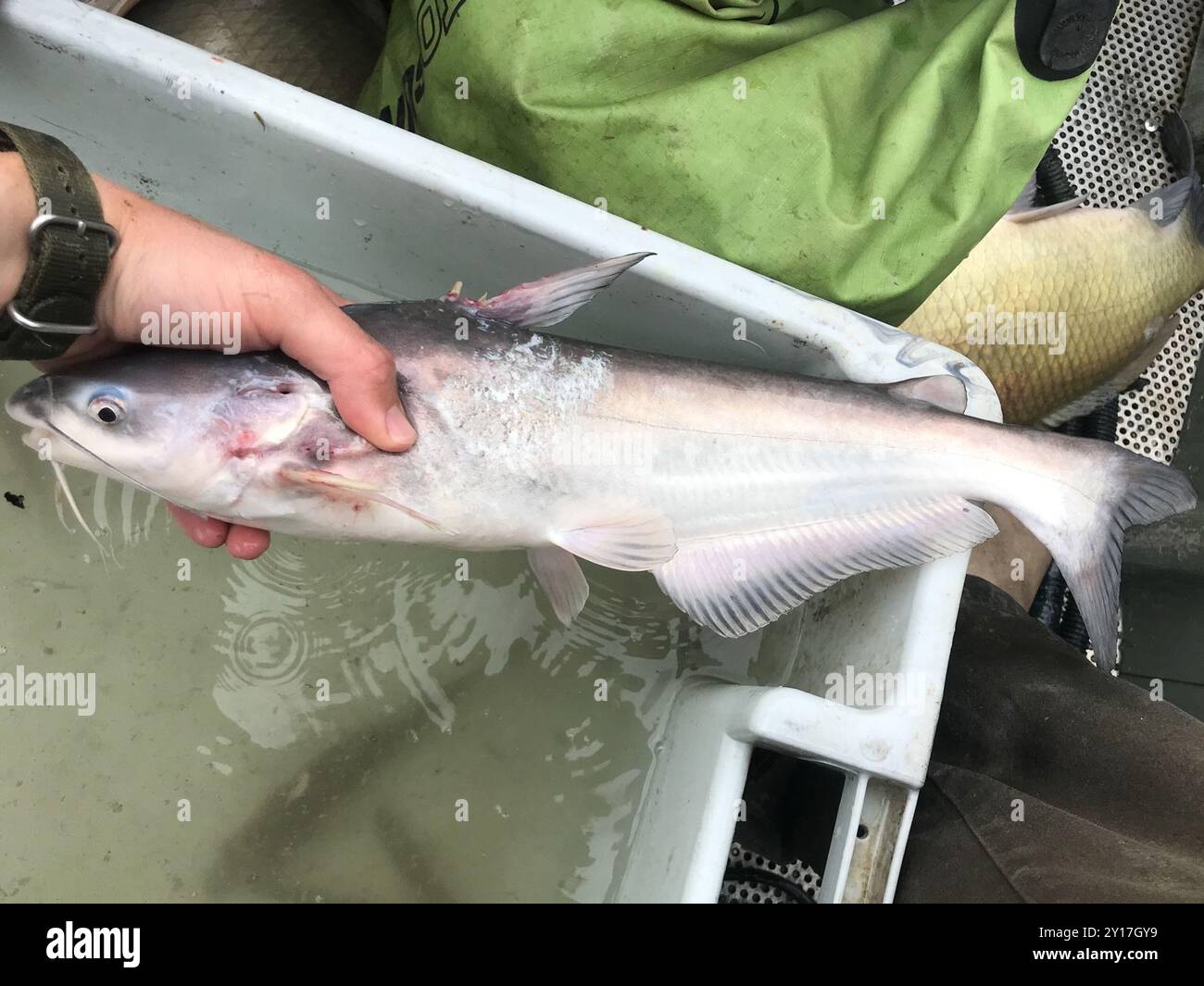Blue Catfish (Ictalurus furcatus) Actinopterygii Stock Photo - Alamy