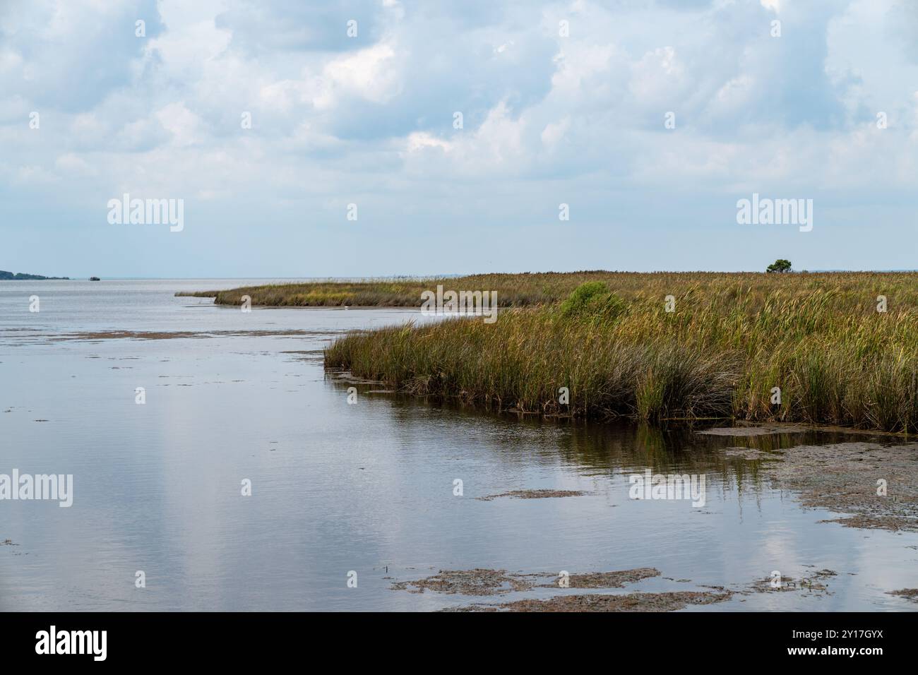 Marsh area at the Currituck Banks Estuaine maritime forest hiking area ...