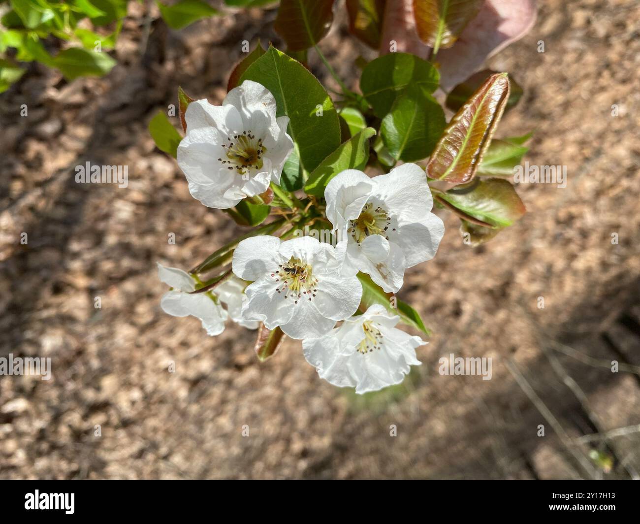 Callery pear (Pyrus calleryana) Plantae Stock Photo - Alamy