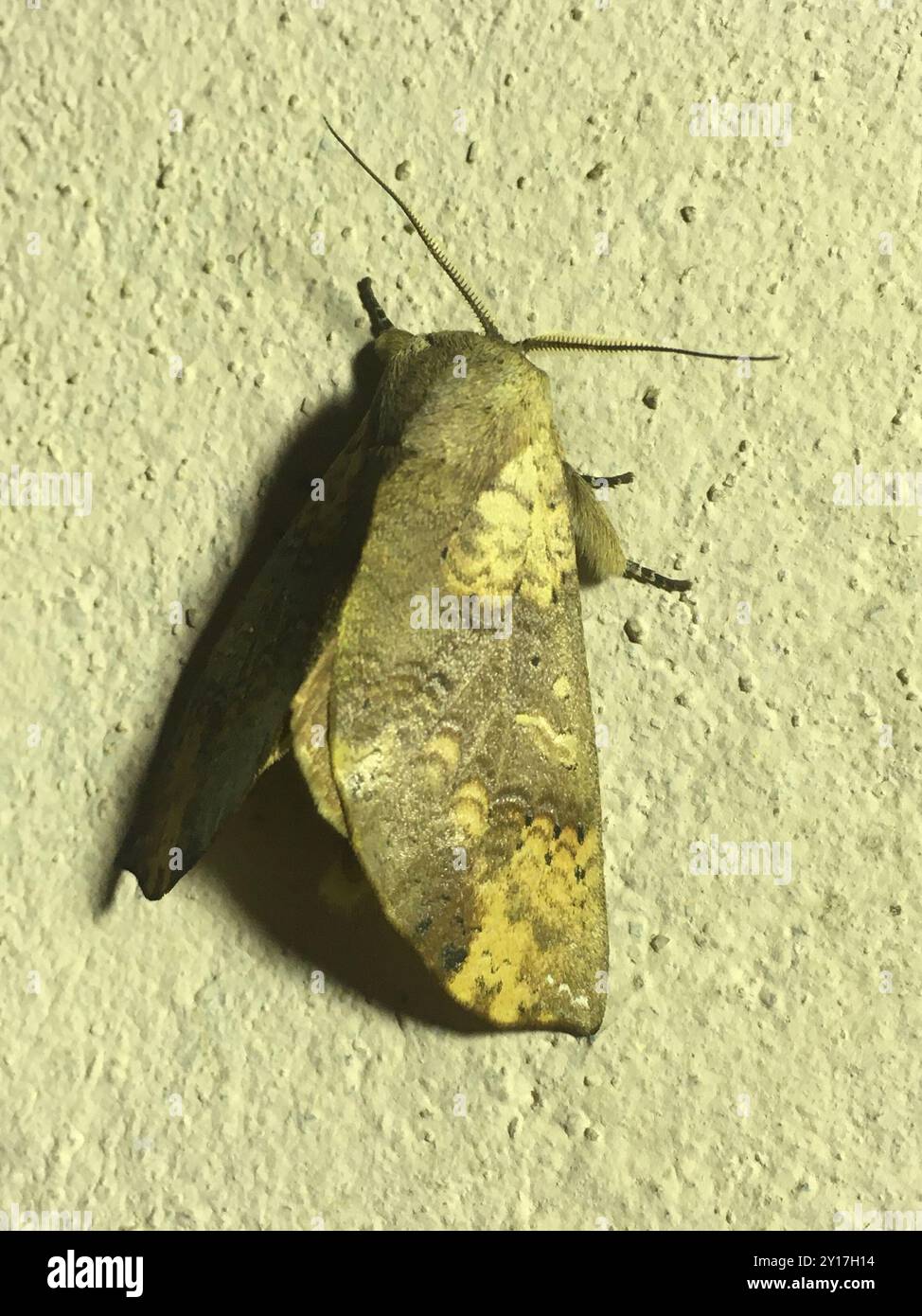 Owlet Moths and Allies (Noctuoidea) Insecta Stock Photo - Alamy