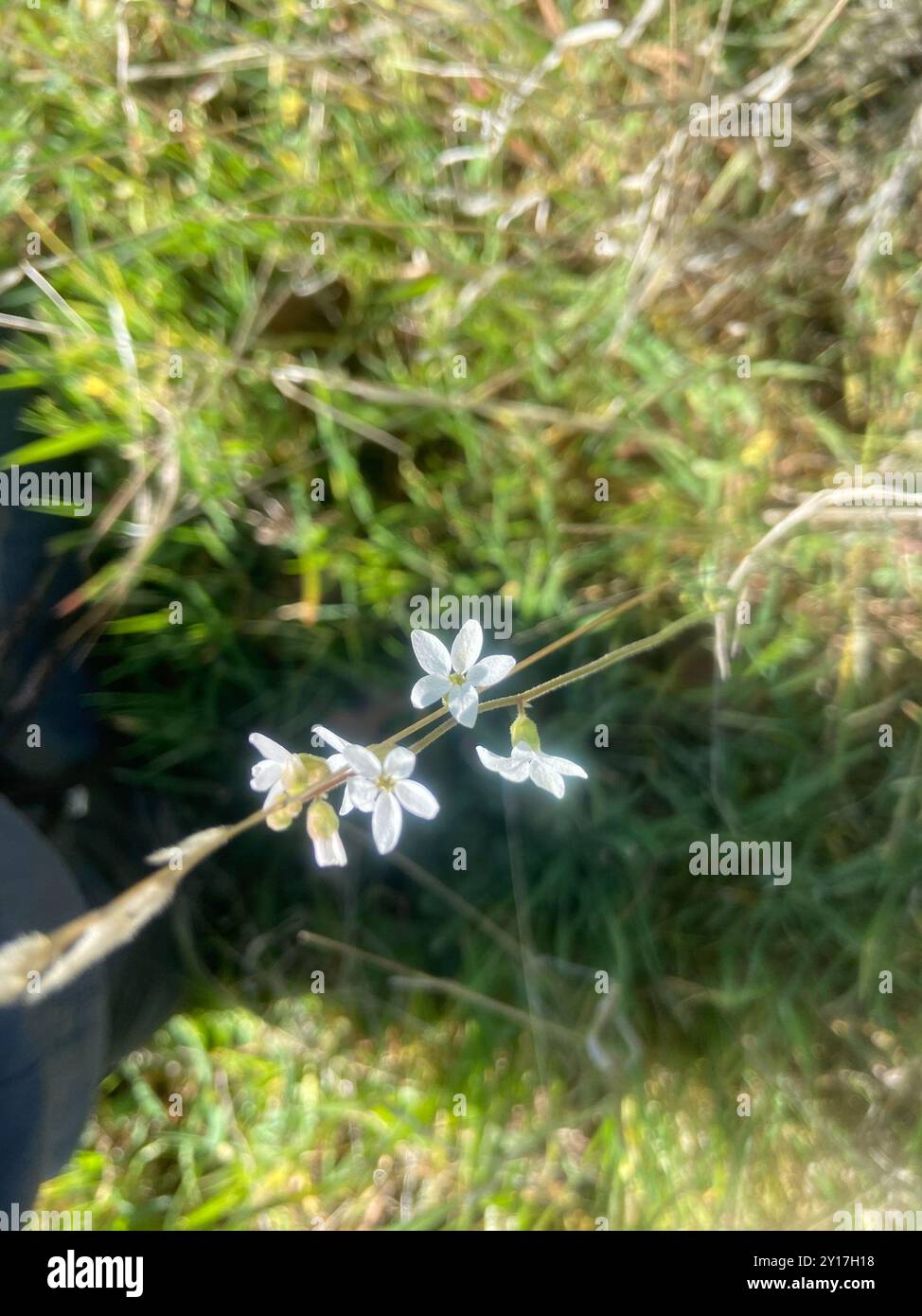 woodland stars (Lithophragma) Plantae Stock Photo - Alamy