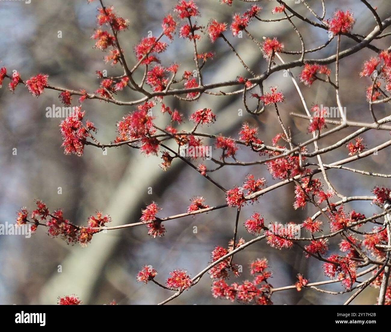 red maple (Acer rubrum) Plantae Stock Photo - Alamy