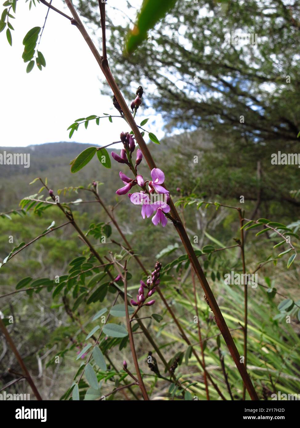 Australian Indigo (Indigofera australis) Plantae Stock Photo - Alamy