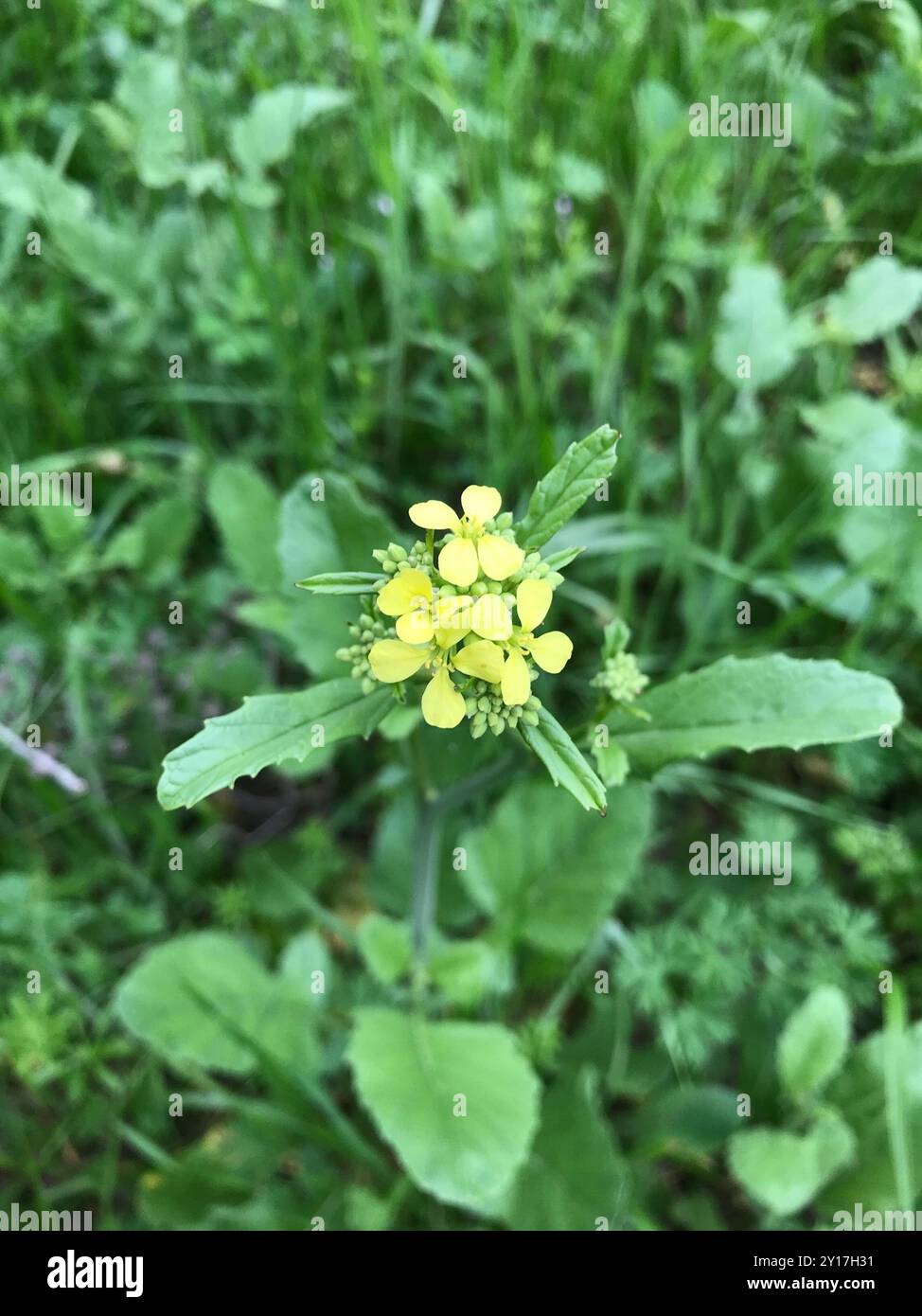 annual bastard cabbage (Rapistrum rugosum) Plantae Stock Photo - Alamy