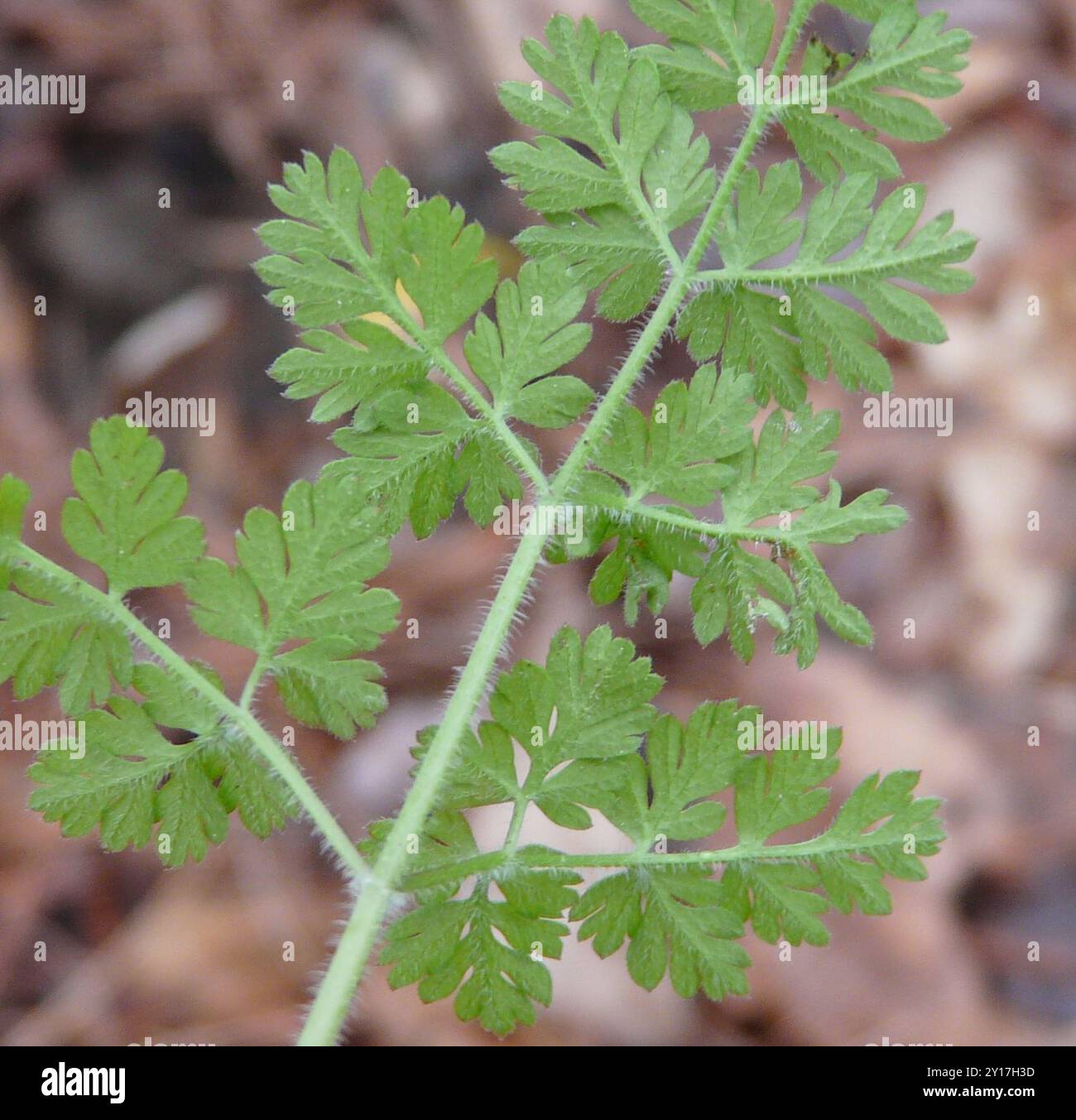 carrot family (Apiaceae) Plantae Stock Photo - Alamy