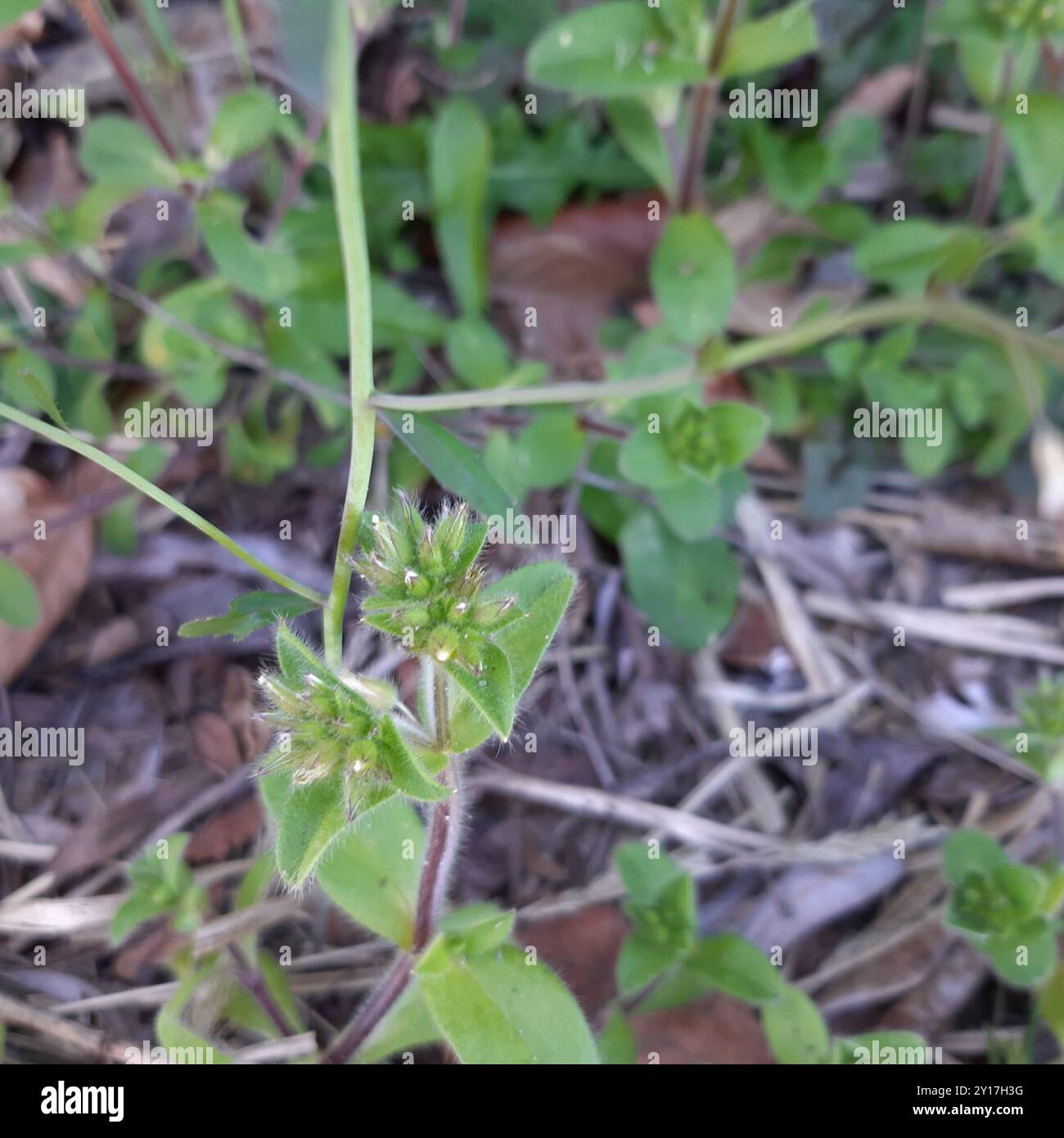 Sticky mouse-ear chickweed (Cerastium glomeratum) Plantae Stock Photo ...