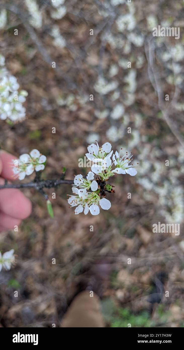 Chickasaw plum (Prunus angustifolia) Plantae Stock Photo - Alamy
