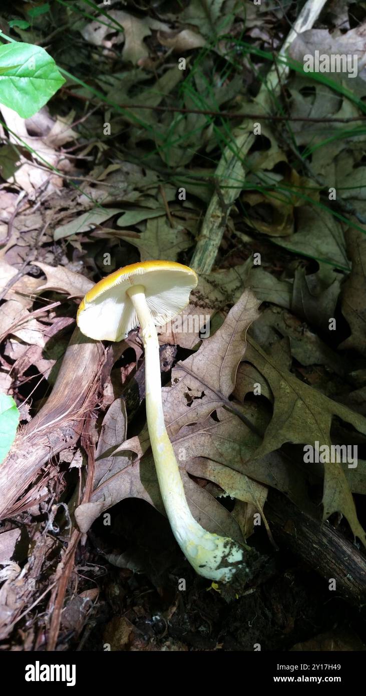 Yellow Patches (Amanita flavoconia) Fungi Stock Photo - Alamy