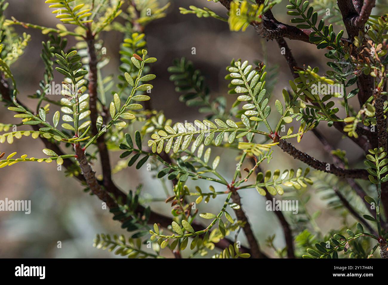 elephant tree (Bursera microphylla) Plantae Stock Photo - Alamy