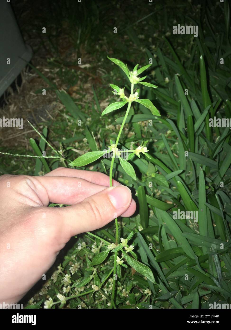Smooth Joyweed (Alternanthera paronychioides) Plantae Stock Photo - Alamy