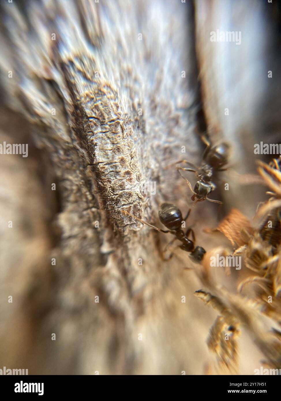 Citronella Ants, Fuzzy Ants, and Allies (Lasius) Insecta Stock Photo ...
