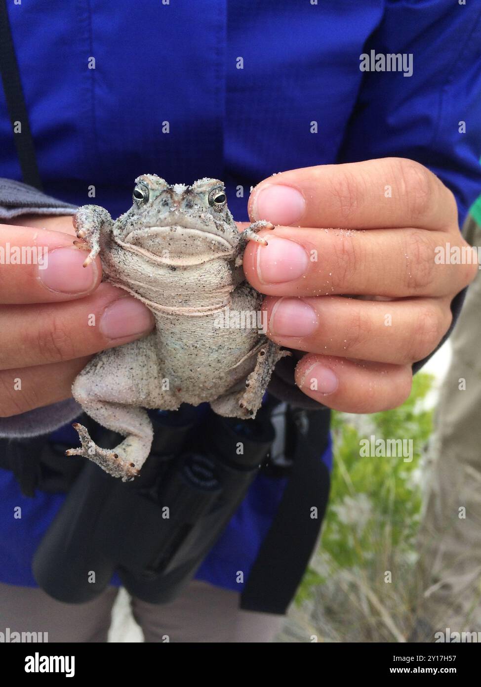 Fowler's Toad (Anaxyrus fowleri) Amphibia Stock Photo - Alamy