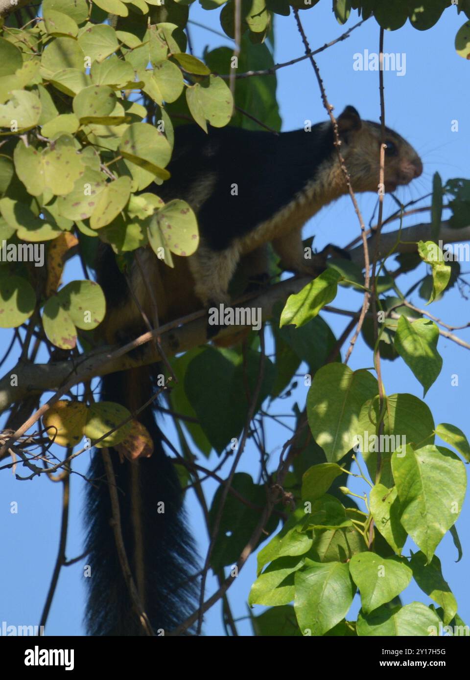 Indian Giant Squirrel (Ratufa indica) Mammalia Stock Photo - Alamy