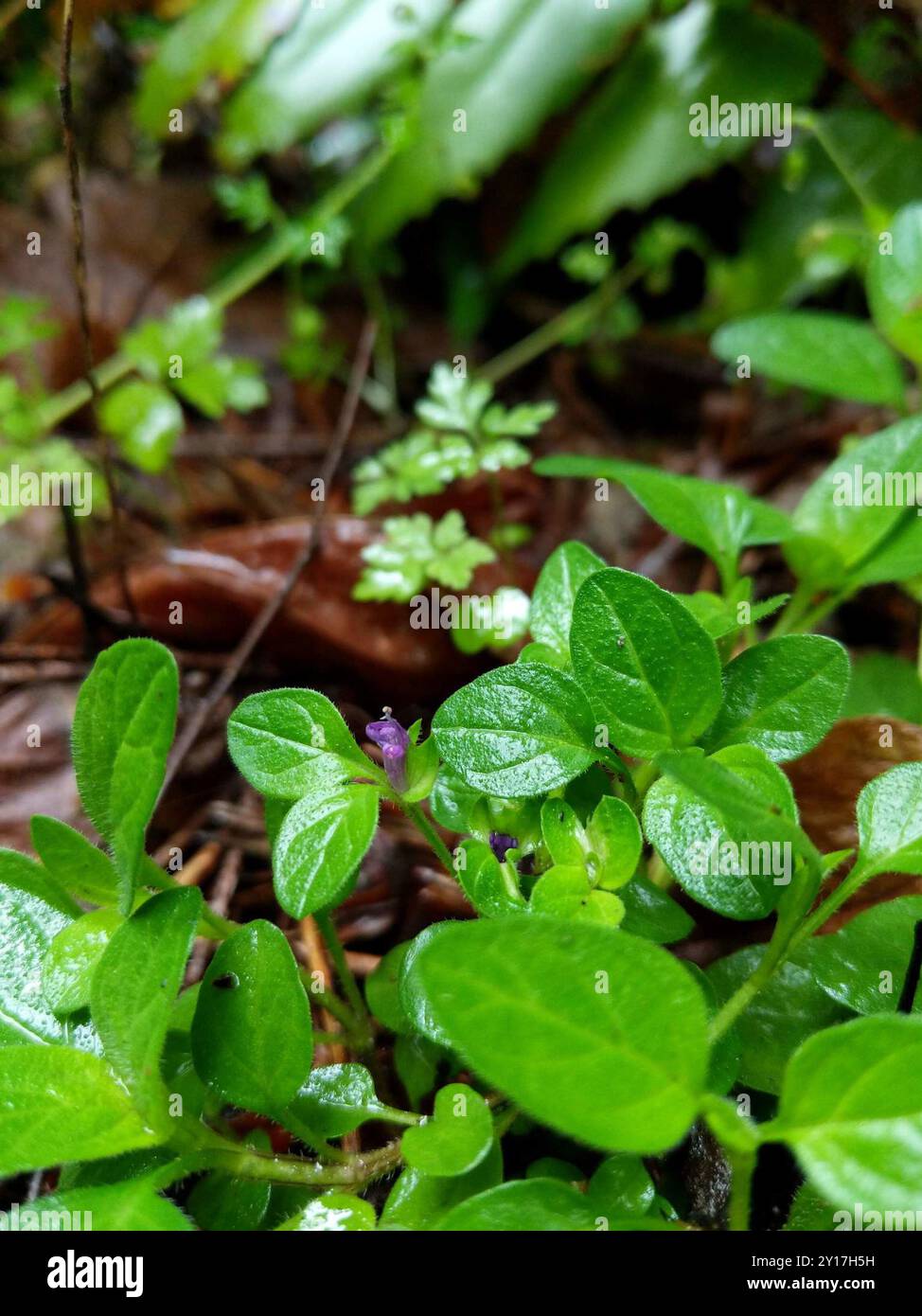 flowering plants (Angiospermae) Plantae Stock Photo - Alamy
