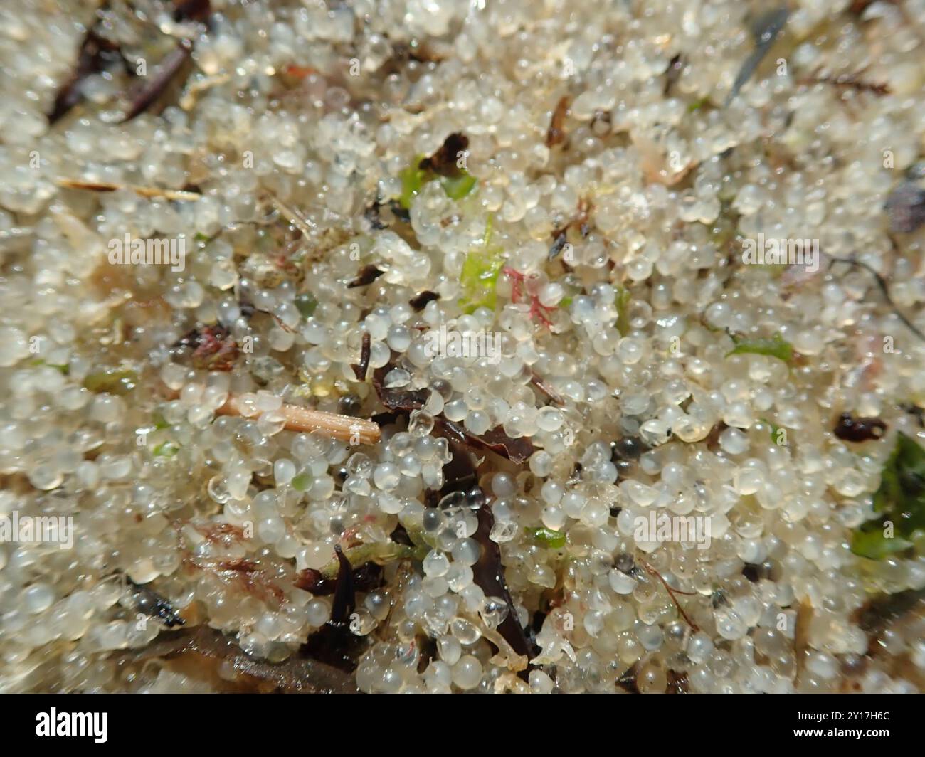 Pacific Herring (Clupea pallasii) Actinopterygii Stock Photo - Alamy