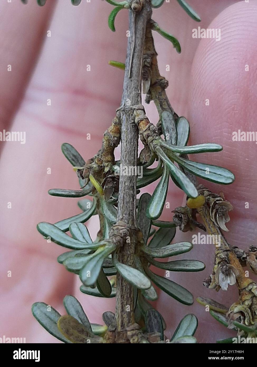 Coastal tree daisy (Olearia solandri) Plantae Stock Photo - Alamy