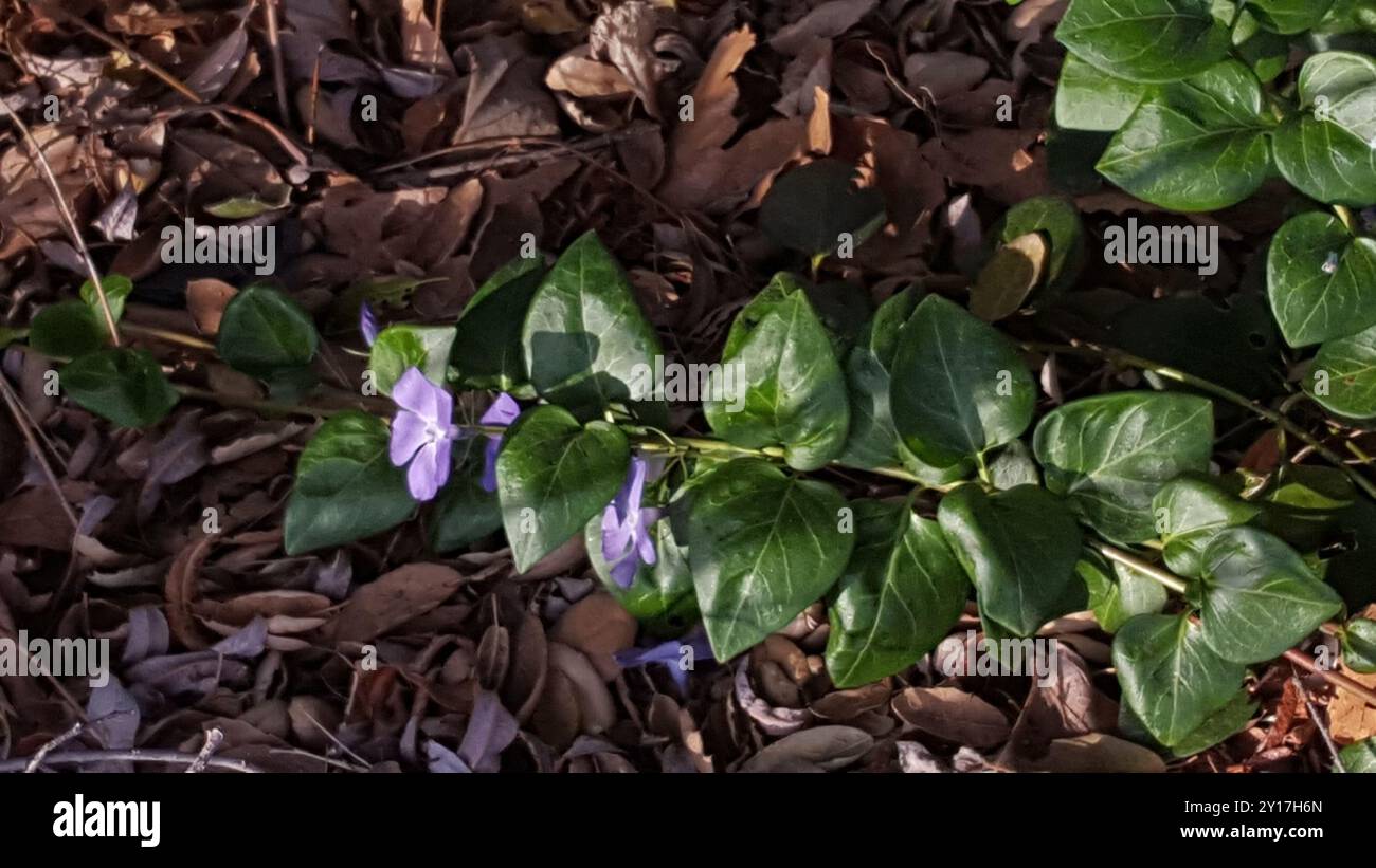 greater periwinkle (Vinca major) Plantae Stock Photo - Alamy