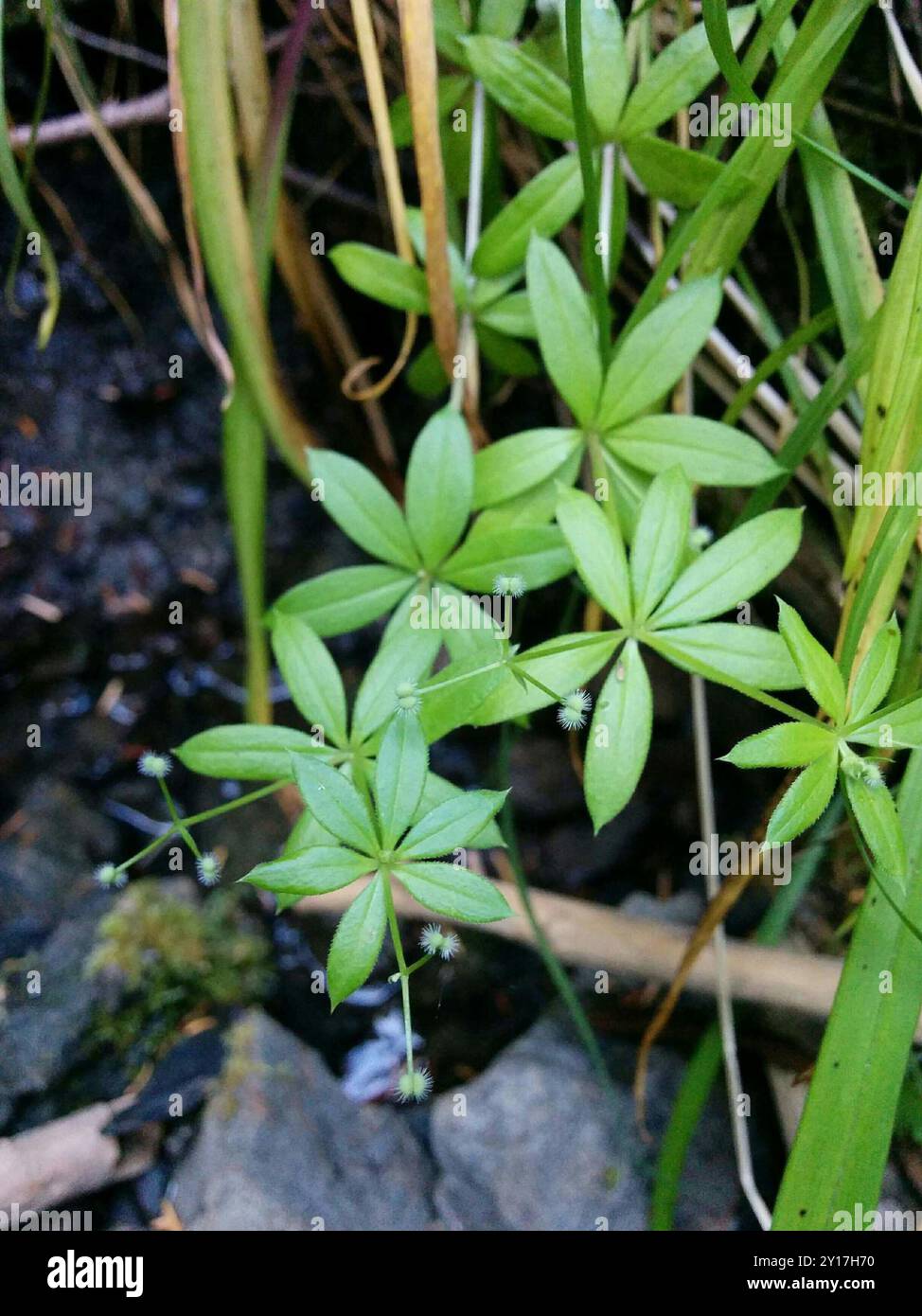 fragrant bedstraw (Galium triflorum) Plantae Stock Photo - Alamy