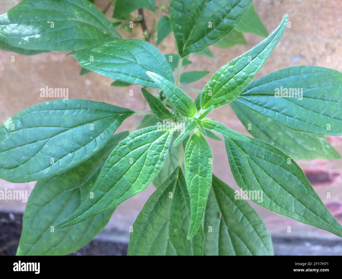 pellitory-of-the-wall (Parietaria judaica) Plantae Stock Photo - Alamy