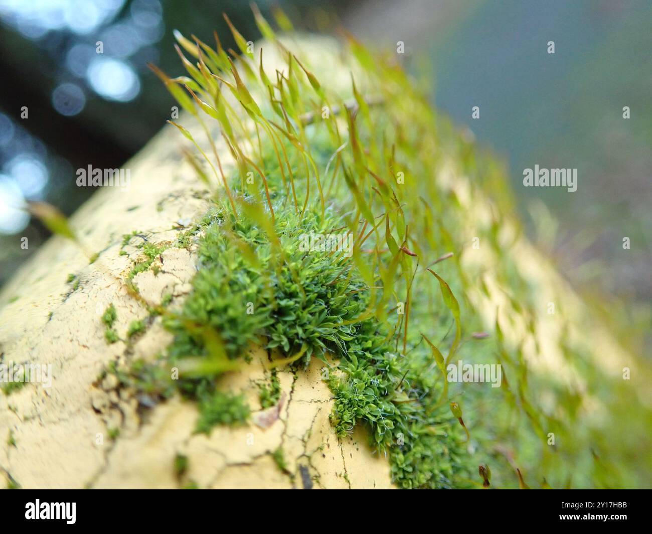 Wall Screw-moss (Tortula muralis) Plantae Stock Photo - Alamy
